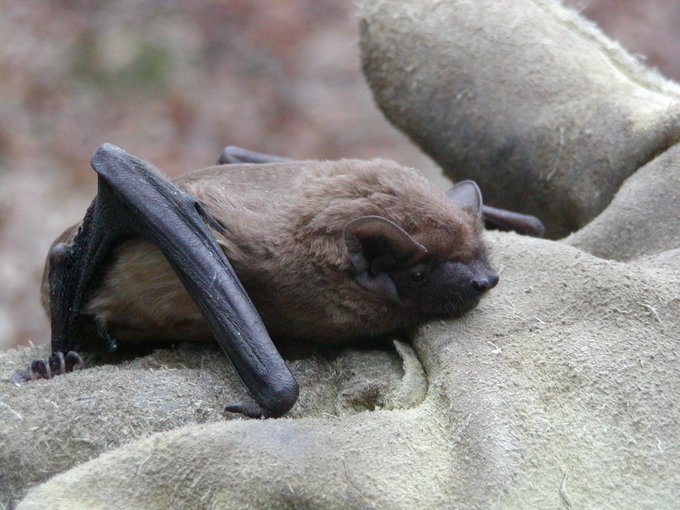 Steckbrief unserer Fledermäuse – NABU Rhein Berg e.V.